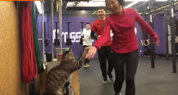Kucing Ini Memberikan High Five Untuk Peserta CrossFit - Womantalk