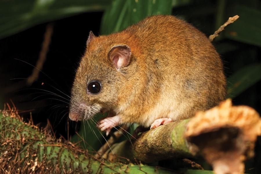 Akibat Perubahan Iklim, Spesies Tikus Langka Ini Dinyatakan Punah ...